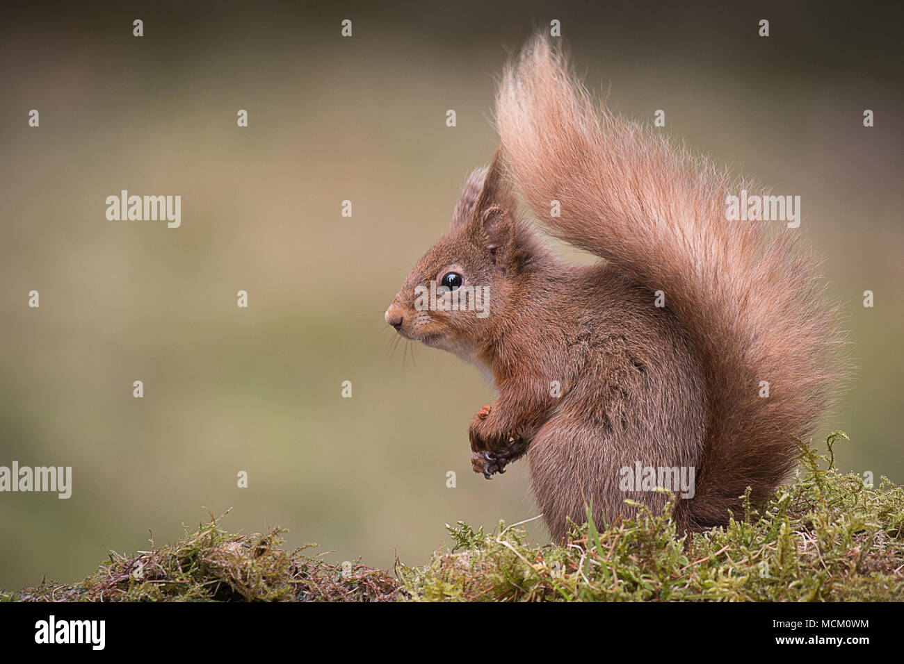 A red squirrel profile portrait in a typical pose sitting with bushy ...