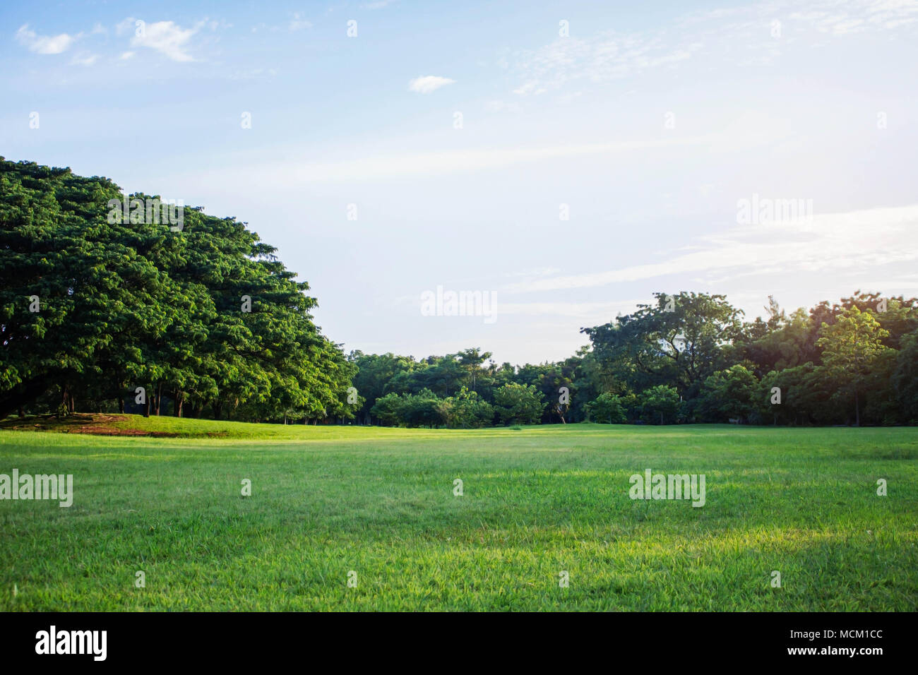 Lawn in garden and sky with the sunlight Stock Photo - Alamy