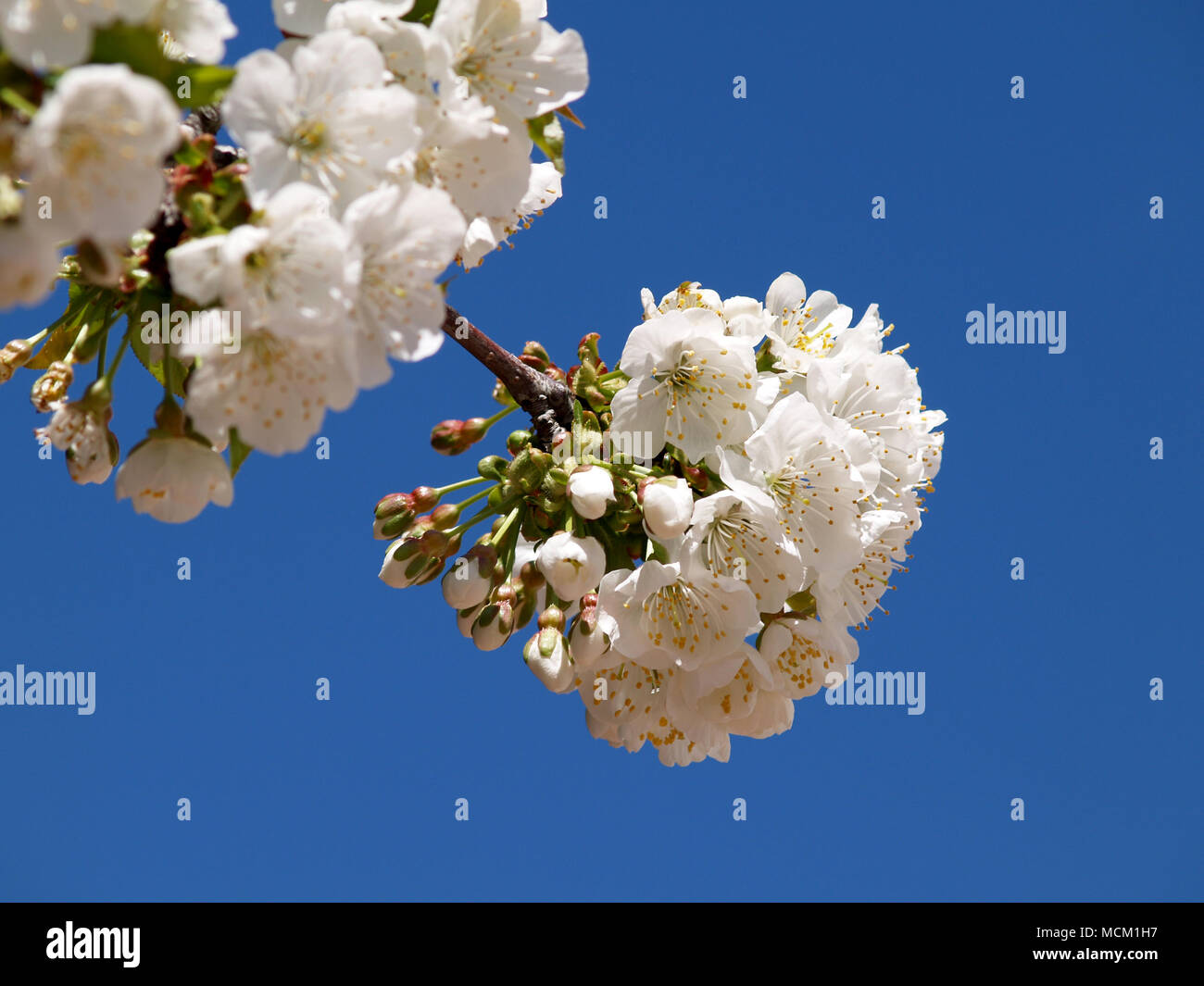 Blooming fig tree branch hi-res stock photography and images - Alamy
