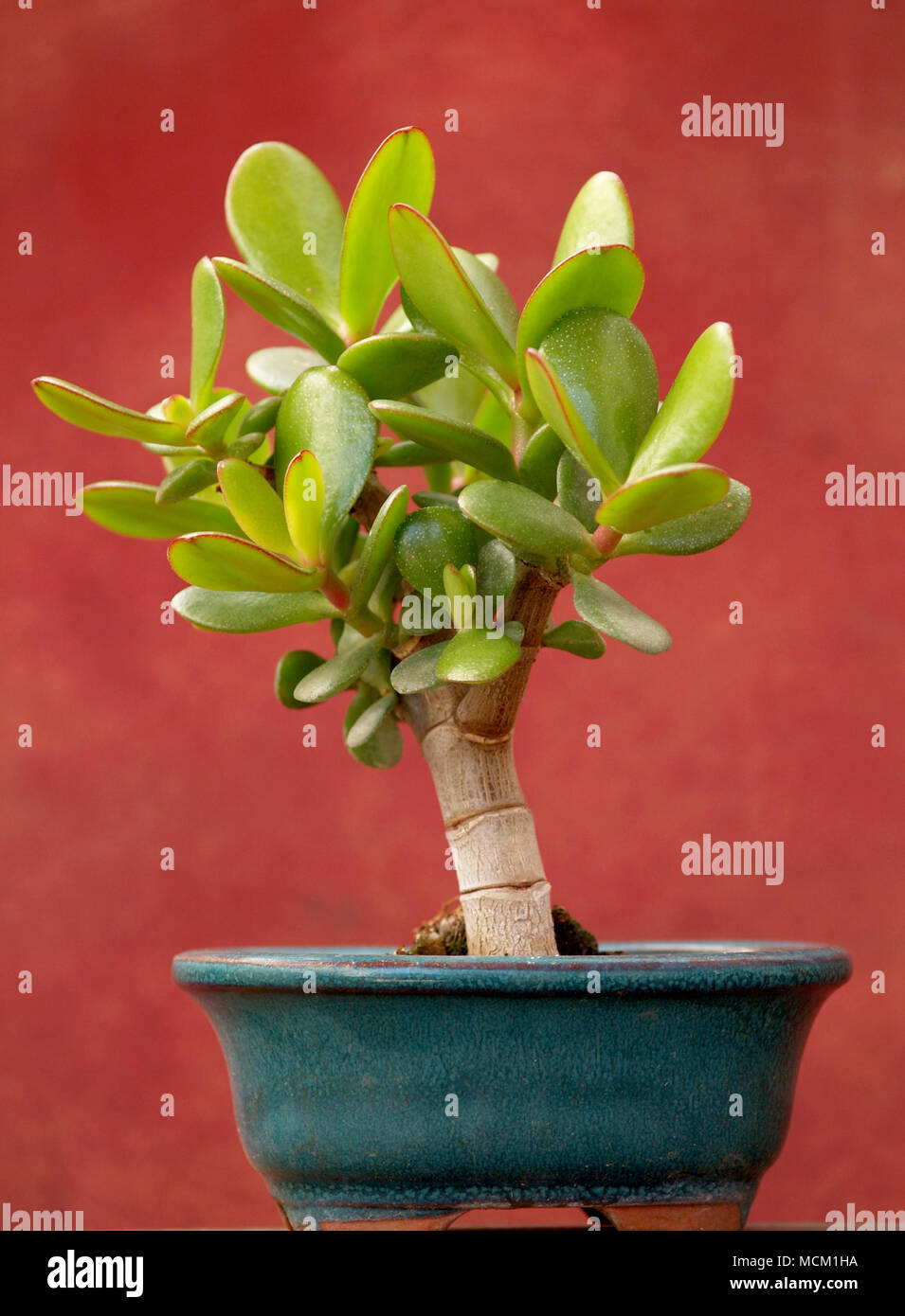 jade plant in small pot Stock Photo - Alamy