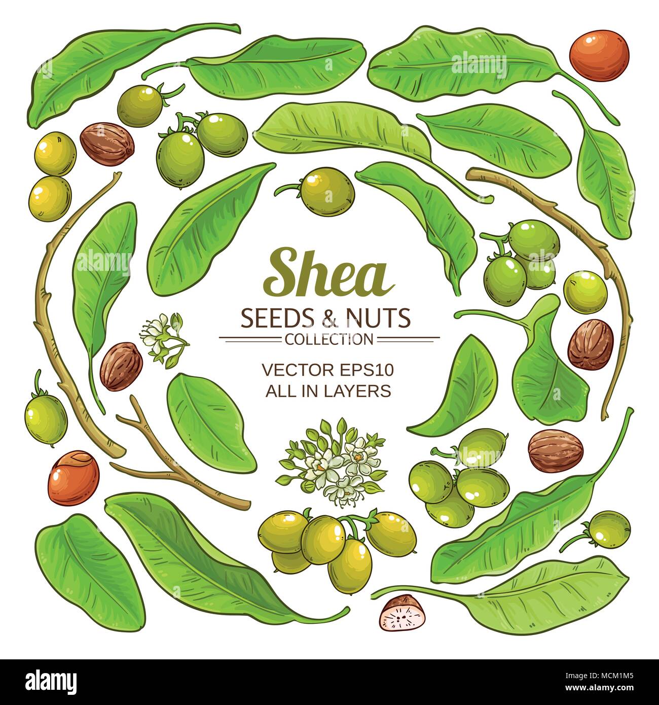 shea elements vector set on white background Stock Vector Image & Art ...