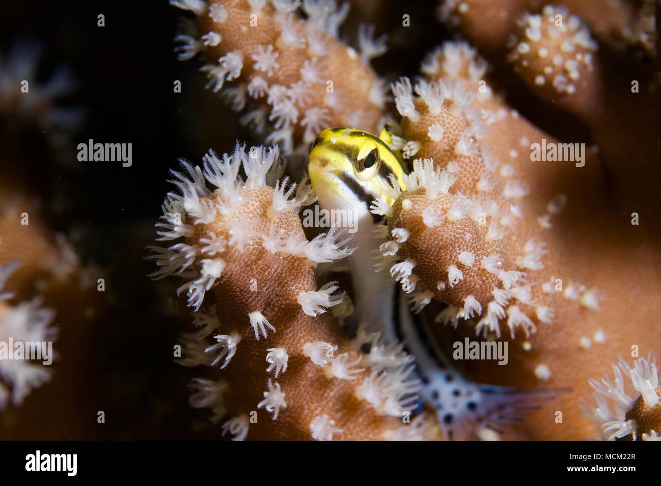 Black stripe yellow goby hi-res stock photography and images - Alamy