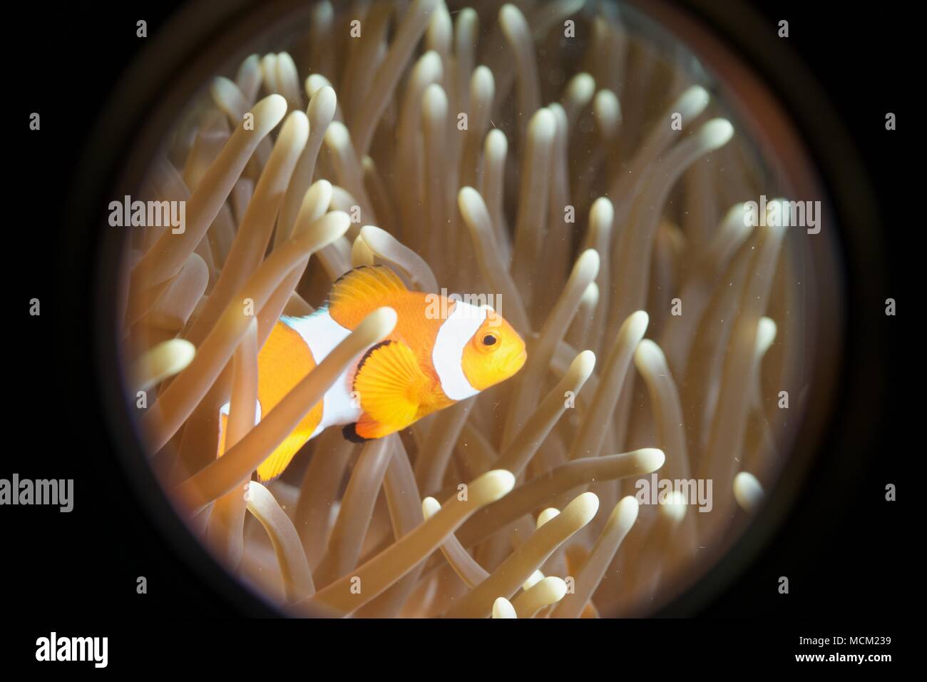 Goby hiding hi-res stock photography and images - Alamy