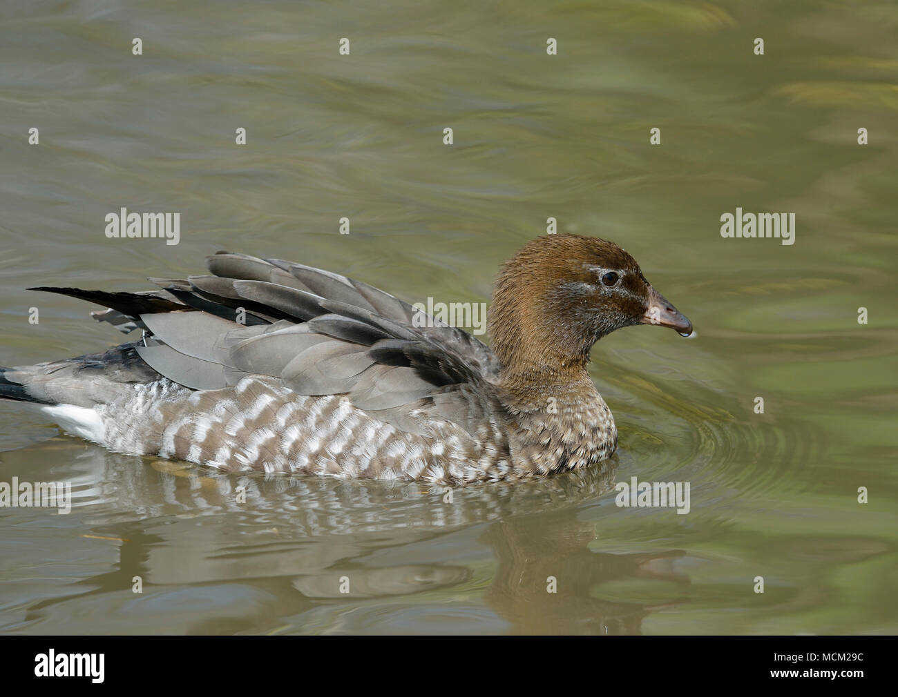 Australian spotted duck hi-res stock photography and images - Alamy