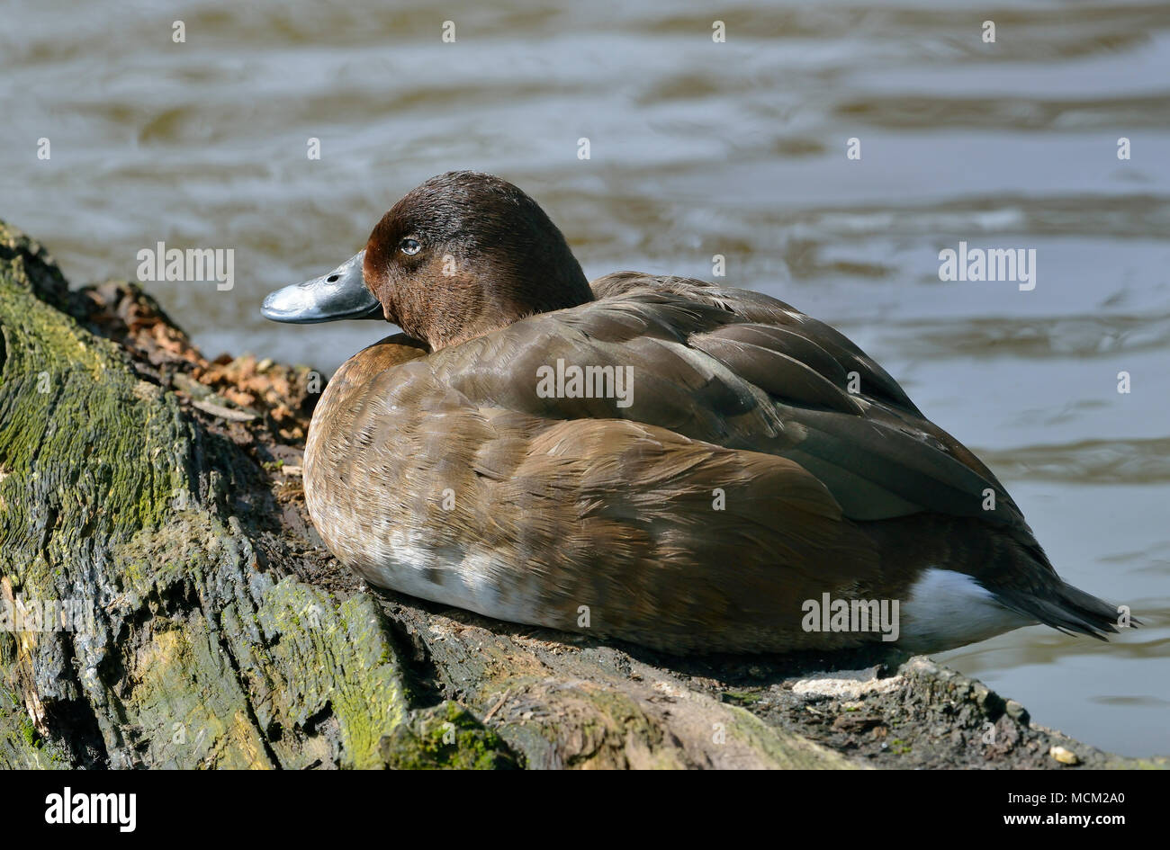 Australian hardhead duck hi-res stock photography and images - Alamy