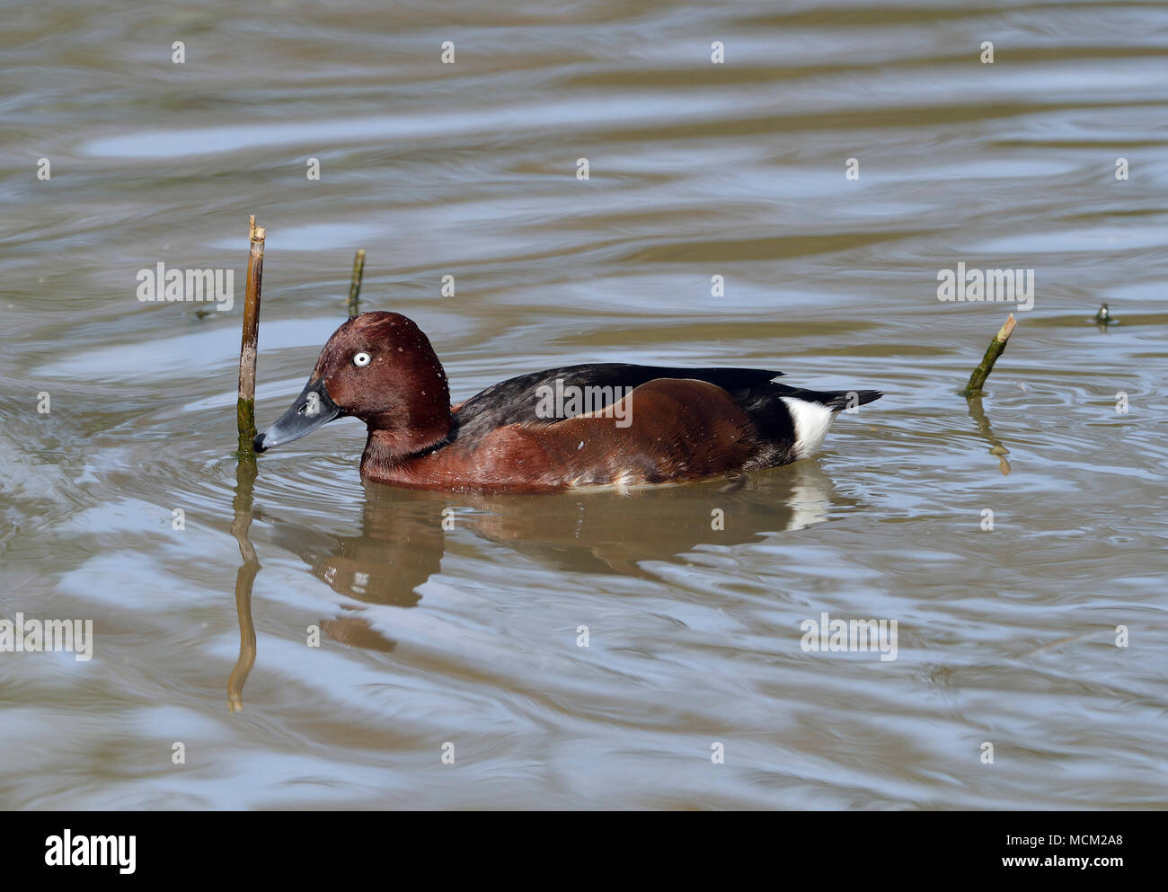 Ferruginous Duck - Aythya nyroca Male Stock Photo - Alamy