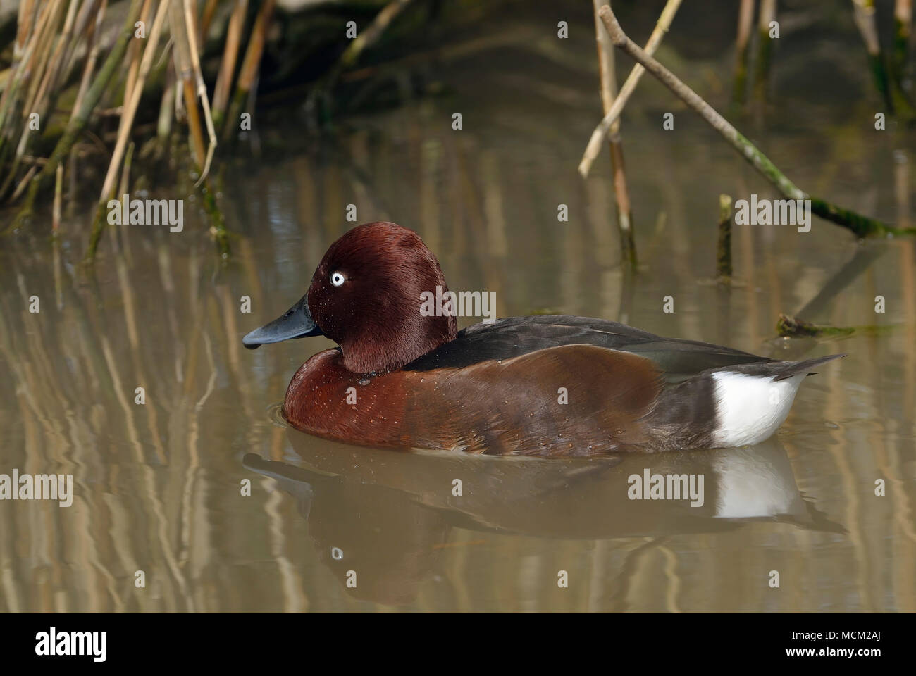 Ferruginous Duck - Aythya nyroca Male with reflection Stock Photo - Alamy