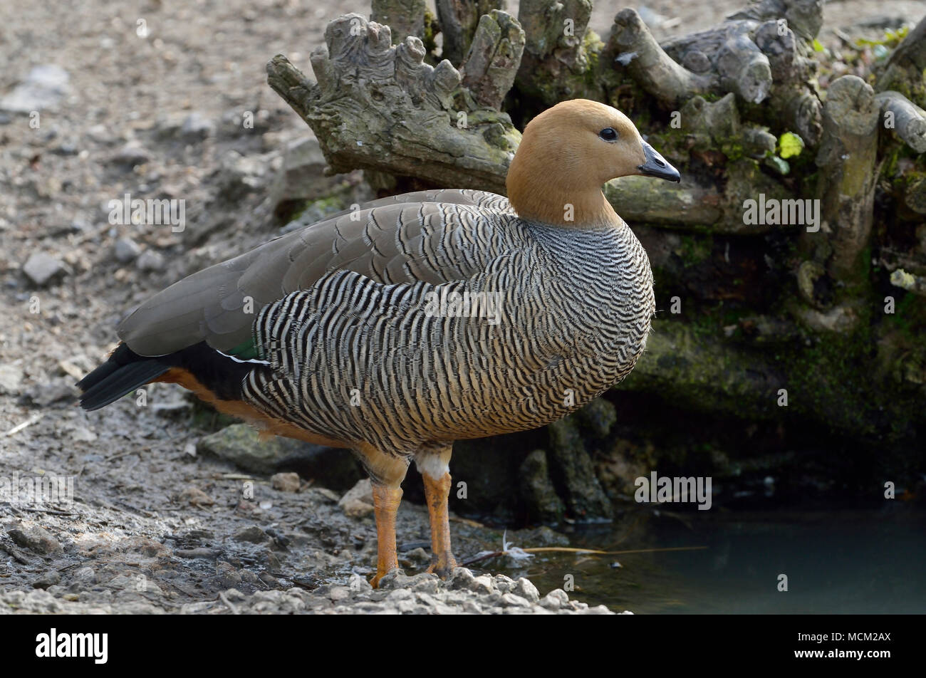 Ruddy-headed Goose - Chloephaga rubidiceps Stock Photo - Alamy