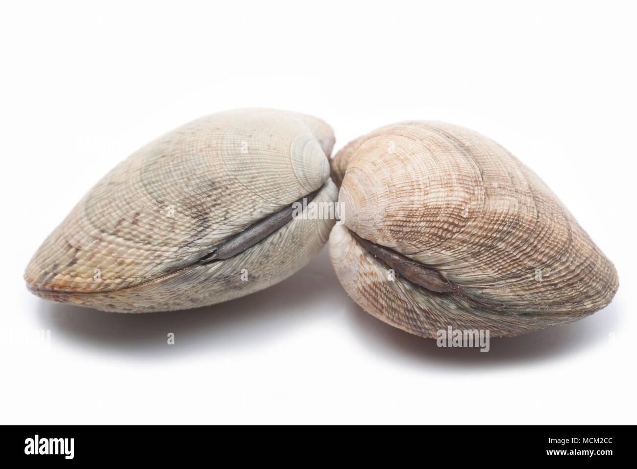 Palourde clams hi-res stock photography and images - Alamy