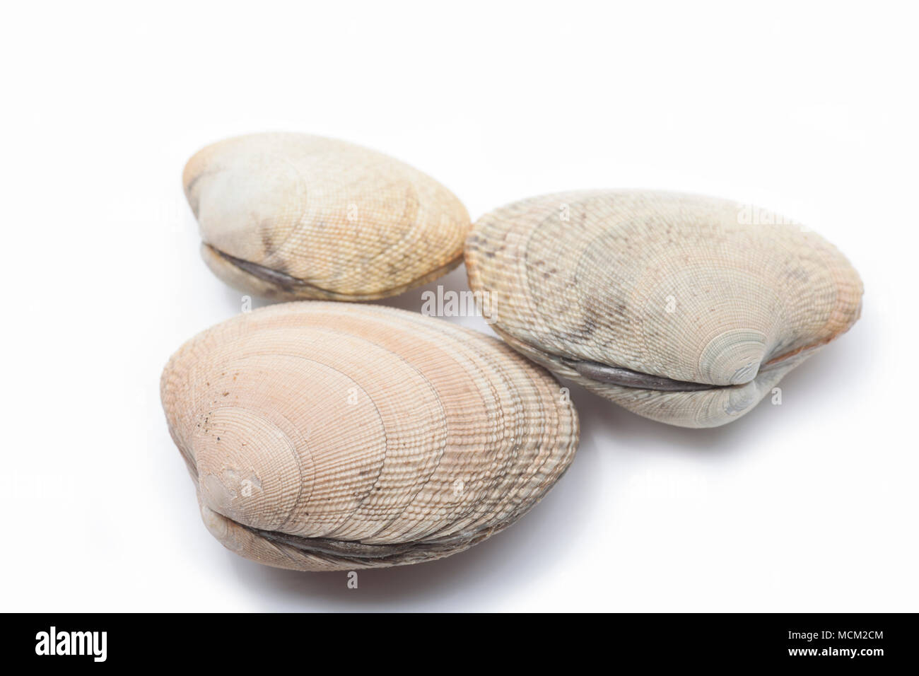 Carpetshell clams Ruditapes decussatus, also known as a palourdes ...