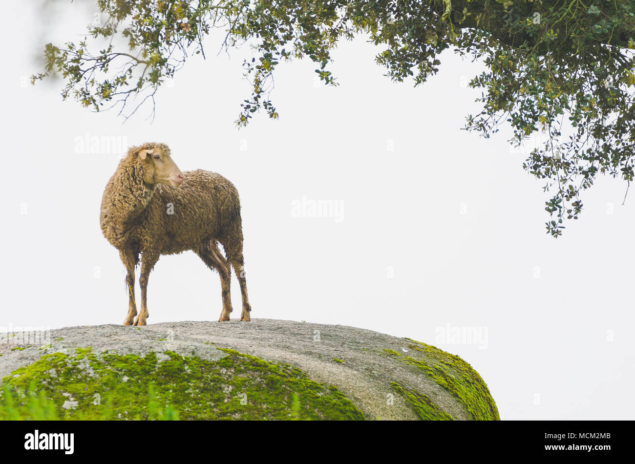 Lambs climbing hi-res stock photography and images - Alamy