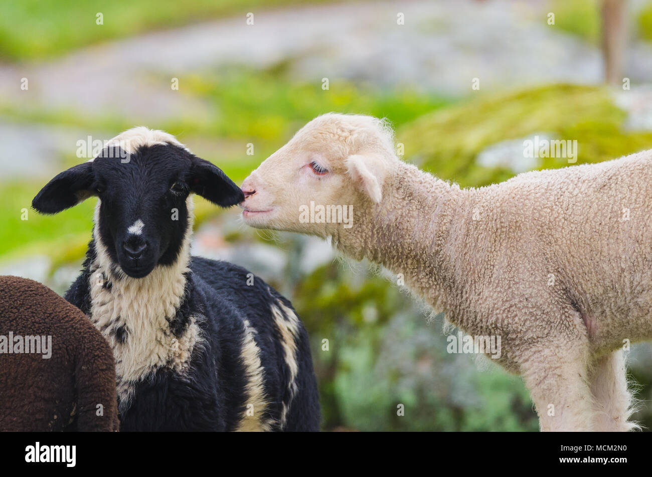 Sheep smelling hi-res stock photography and images - Alamy