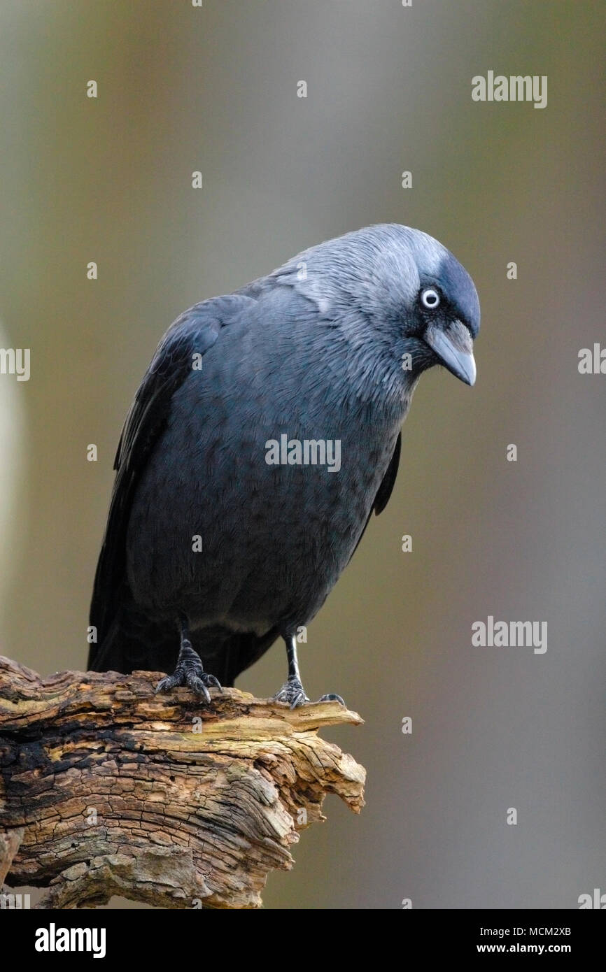 Single Eurasian Jackdaw bird on a tree branch during a spring nesting ...