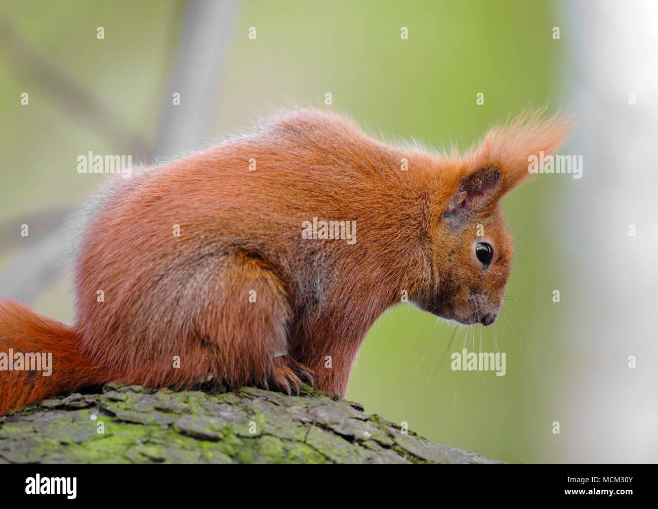 Single Red Squirrel on a tree branch in Poland forest during a spring ...