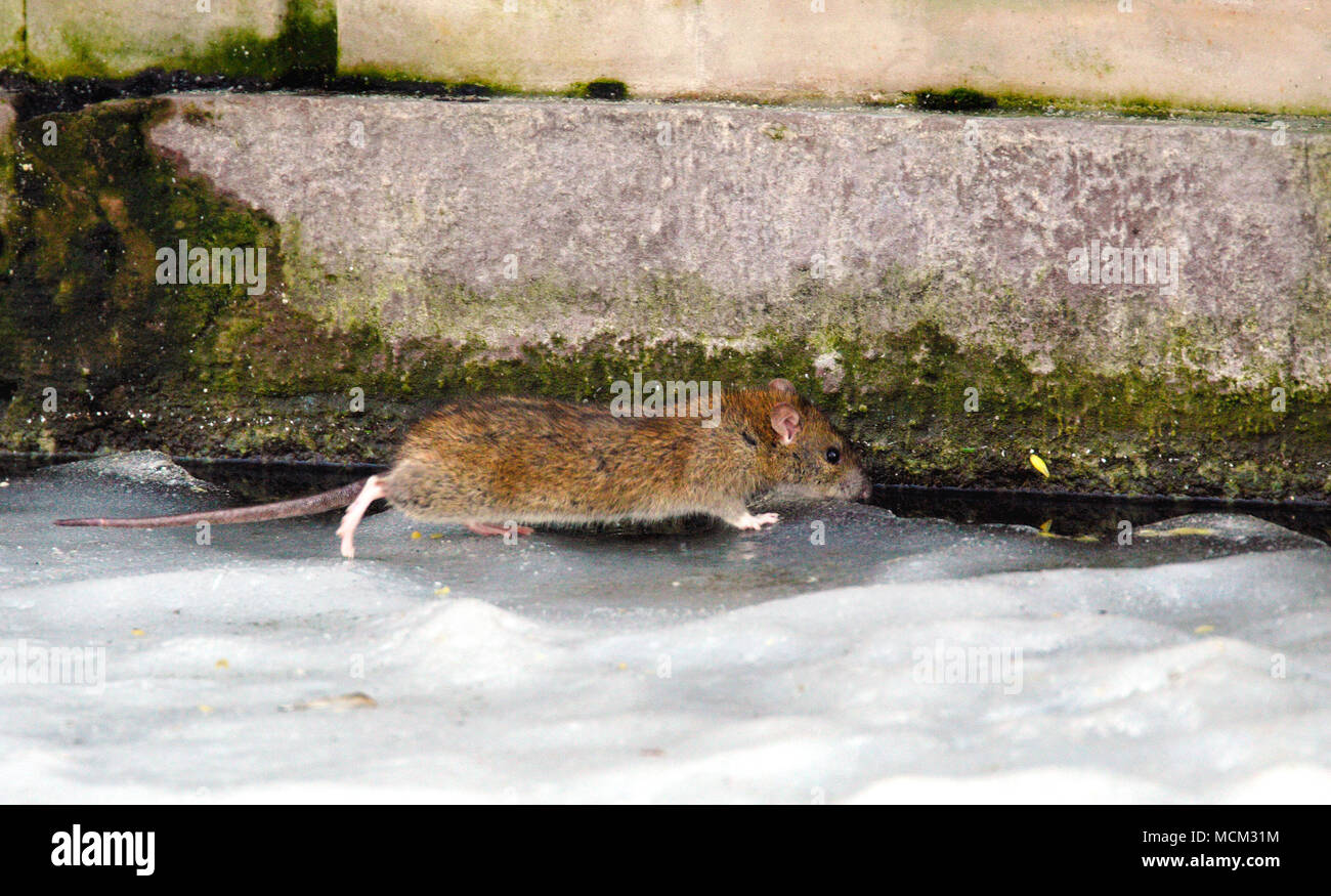 Single Brown Rat at a city park pond during winter period Stock Photo ...