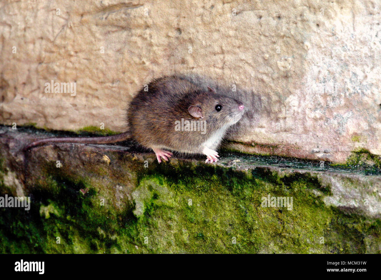 Bush rat hi-res stock photography and images - Alamy