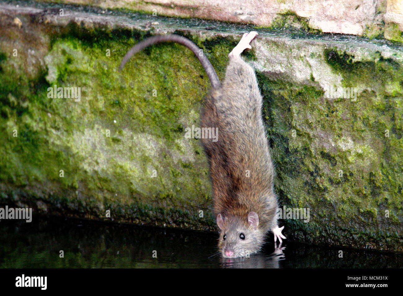 Bush rat hi-res stock photography and images - Alamy