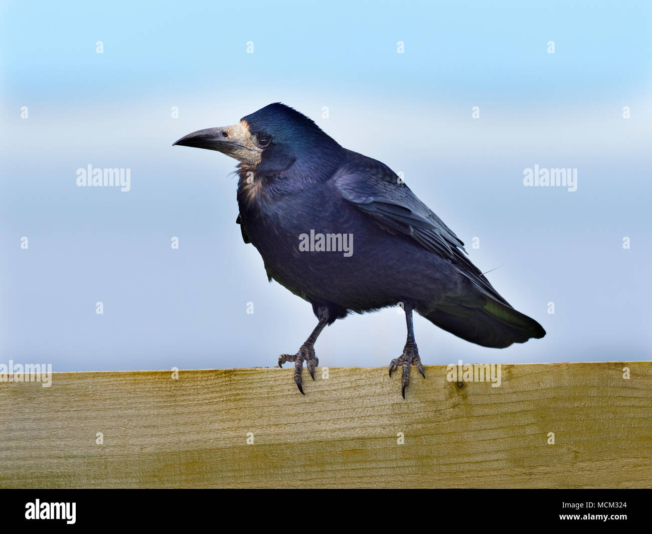 Soil feeder hi-res stock photography and images - Alamy