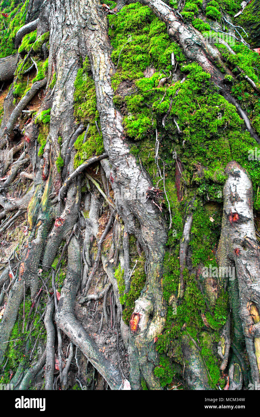Maze of tree roots on a moss in spring season in Podkarpacie region in ...