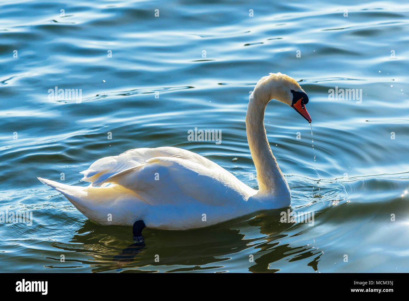 Mute Swan (Cygnus olor) on Hodbarrow Lagoon, an RSPB reserve near ...