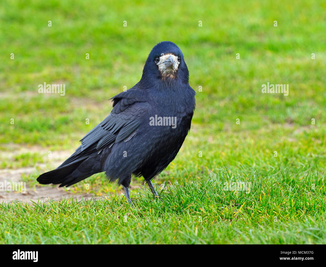 Rook Corvus frugilegus feeding in grassland East coast Norfolk Stock ...