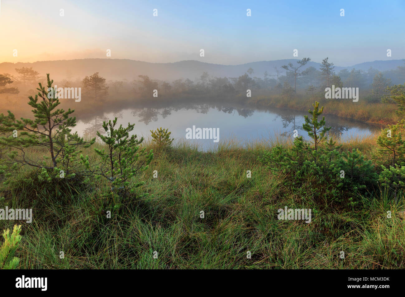 Swamp trees hi-res stock photography and images - Alamy
