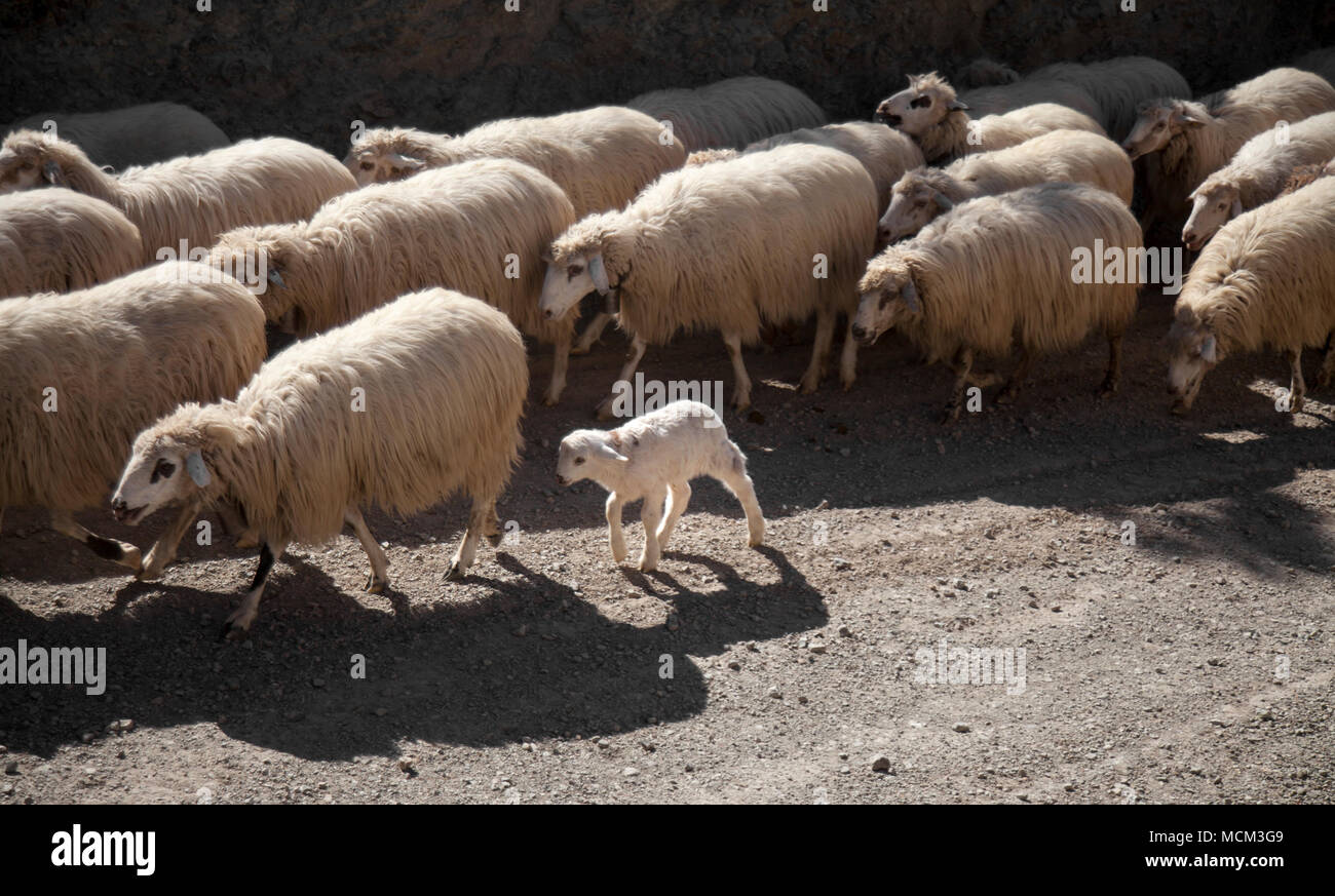 Gran Canaria, March - flock of sheep is moved between pastures in the mountains, along a hiking ...