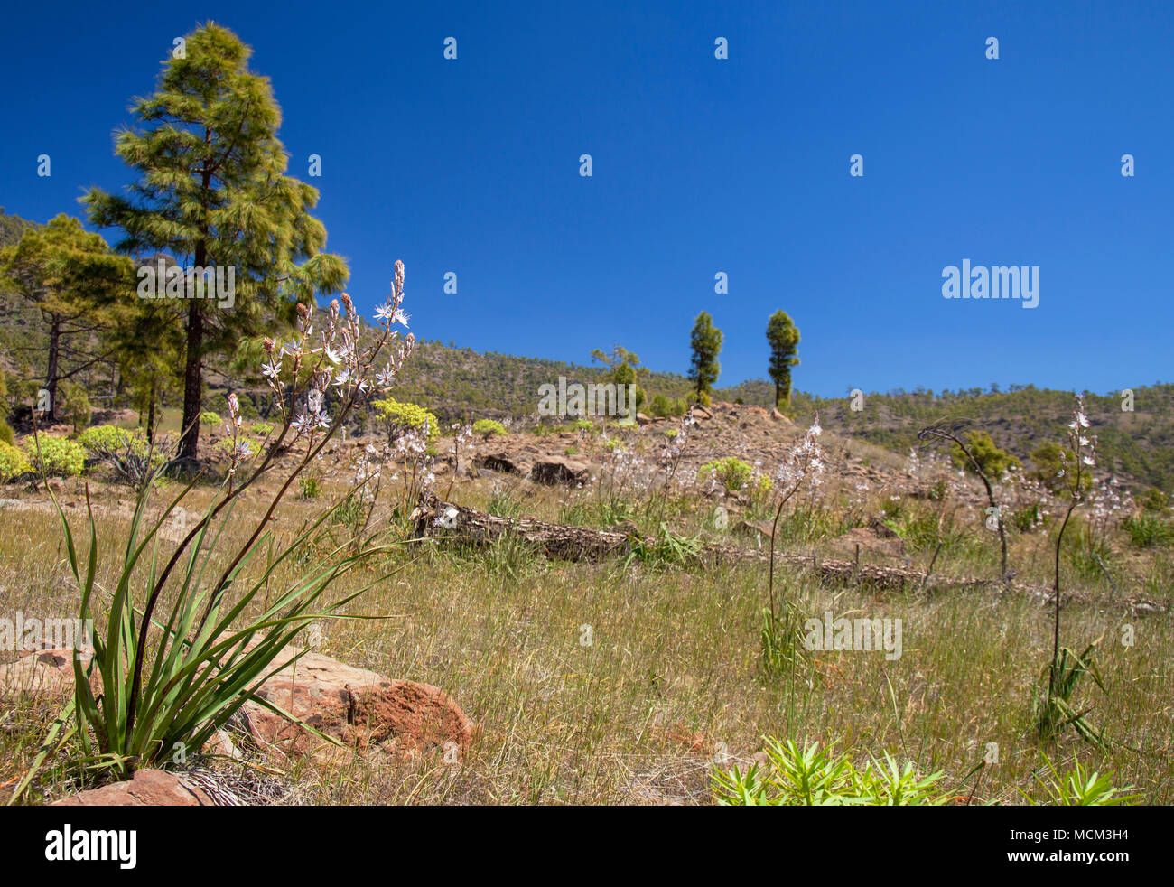 Gran Canaria, March - Integral Nature Reserve Inagua, tall white spikes ...