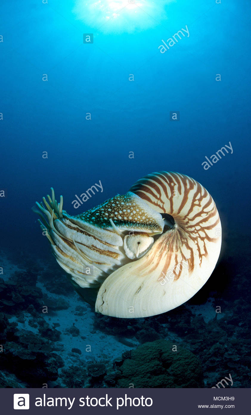 Pearly Nautilus Stock Photos & Pearly Nautilus Stock Images - Alamy