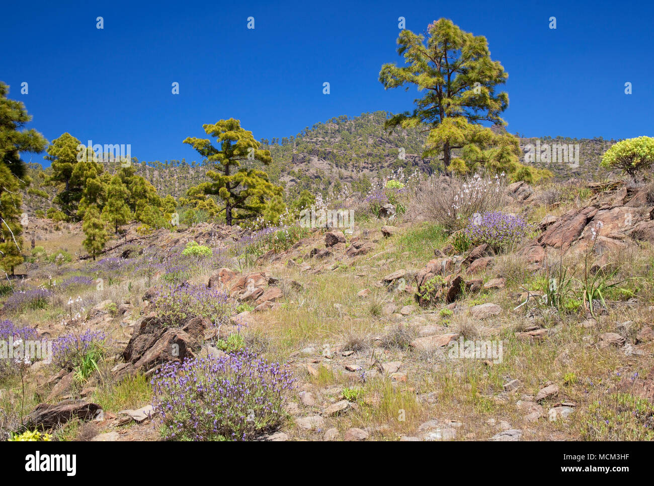 Gran Canaria, March - Integral Nature Reserve Inagua, tall white spikes ...