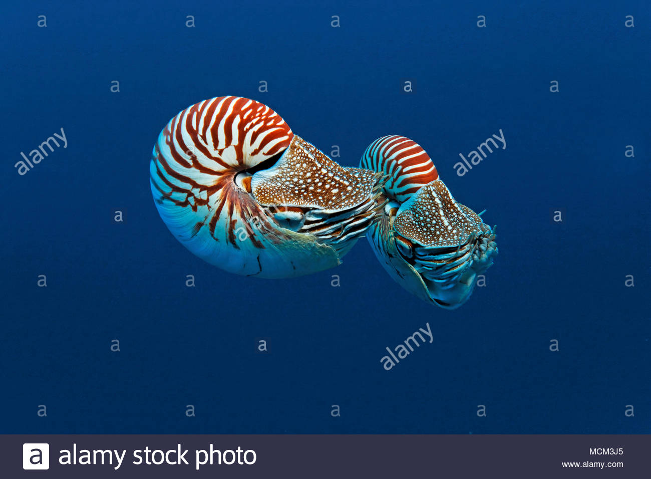 Deep Sea Animals Stock Photos & Deep Sea Animals Stock Images - Alamy