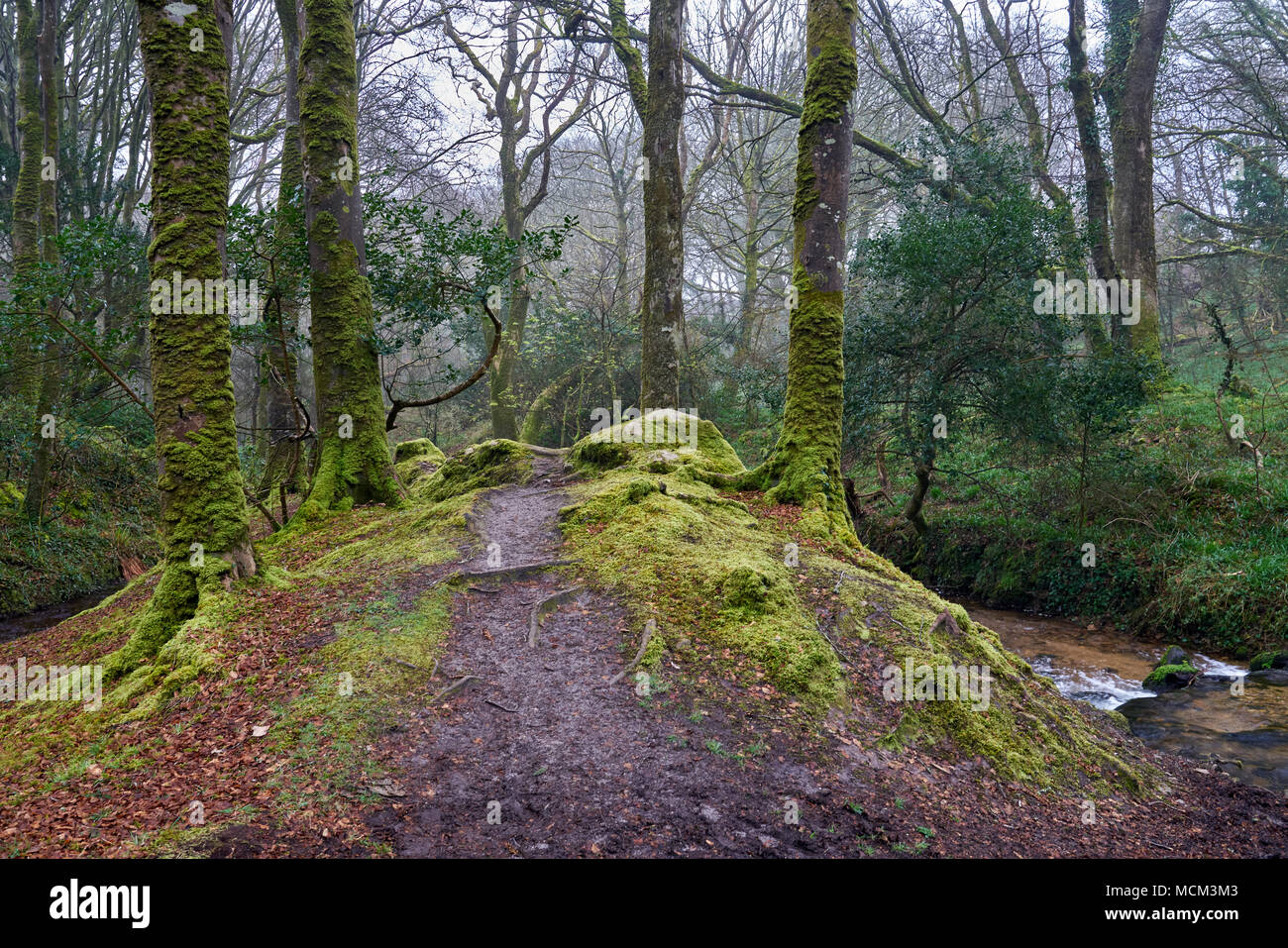 Cornwall countryside woods hi-res stock photography and images - Alamy