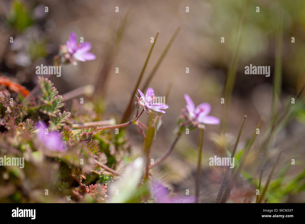 Flora of Gran Canaria - Lobularia canariensis, endemic to Canary ...