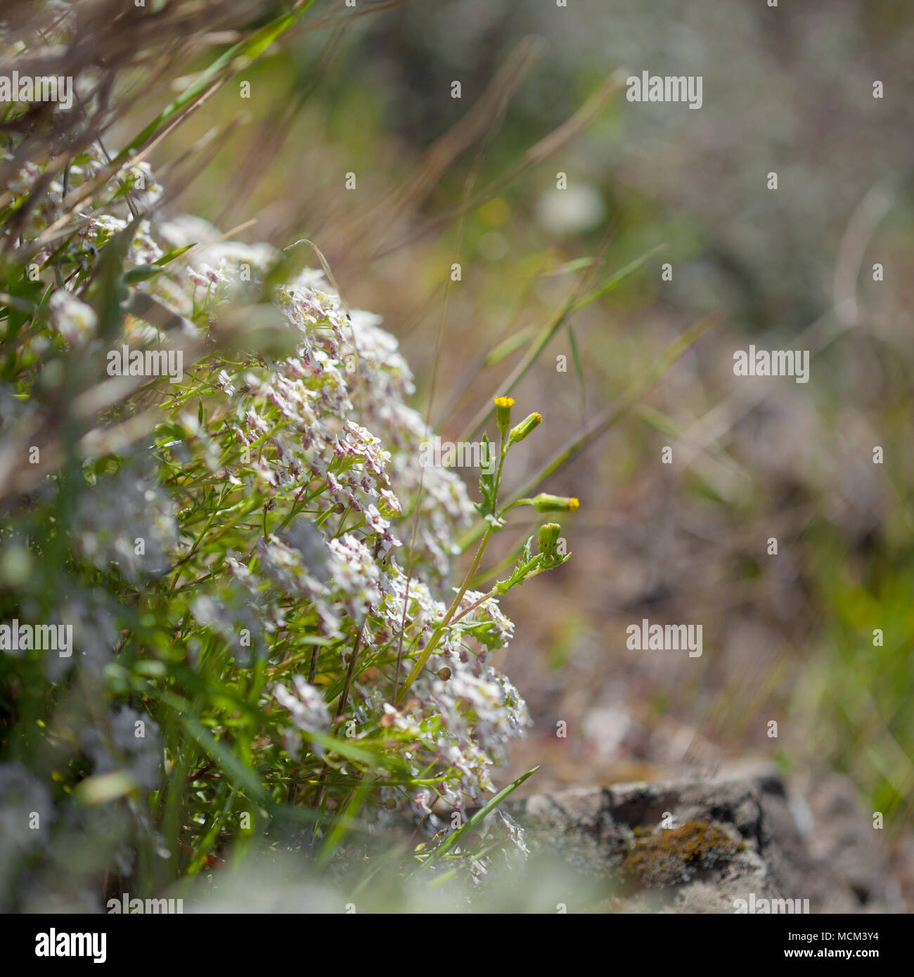Flora of Gran Canaria - Lobularia canariensis, endemic to Canary ...
