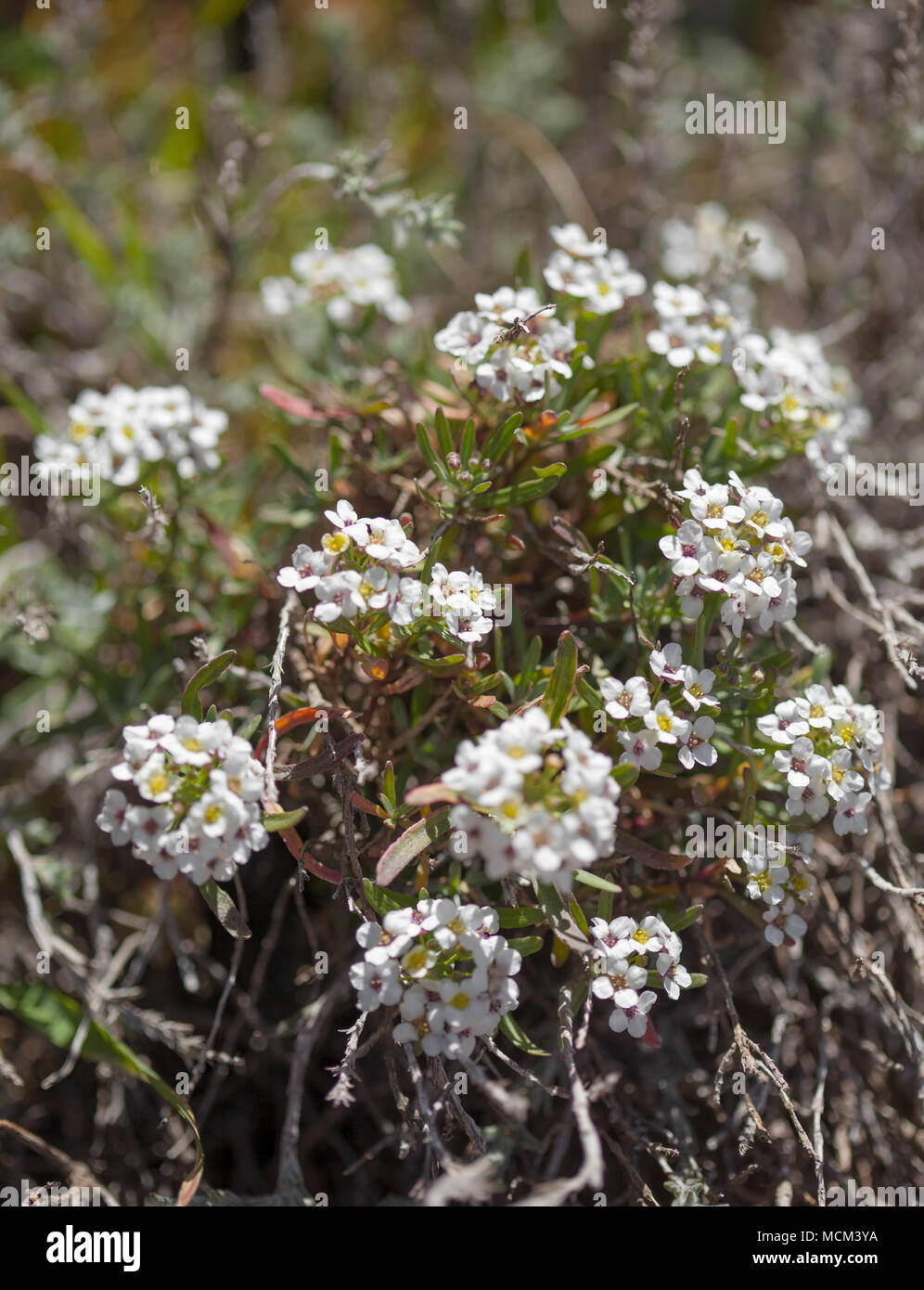 Flora of Gran Canaria - Lobularia canariensis, endemic to Canary ...