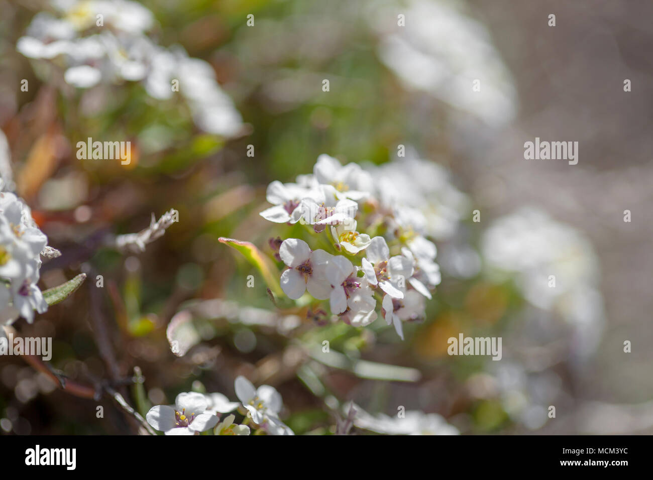 Flora of Gran Canaria - Lobularia canariensis, endemic to Canary ...