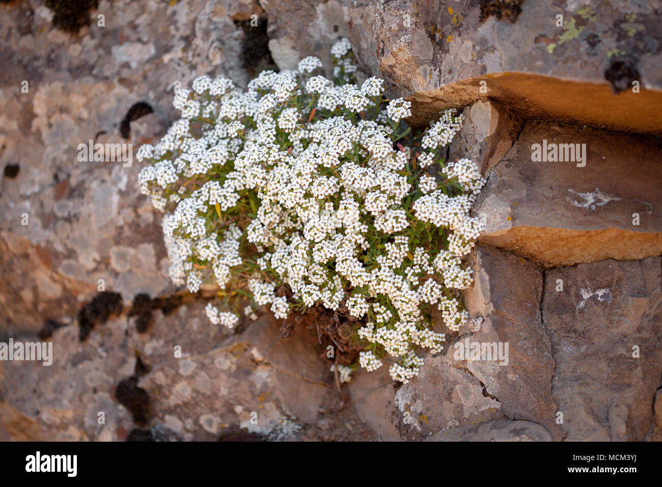 Flora of Gran Canaria - Lobularia canariensis, endemic to Canary ...