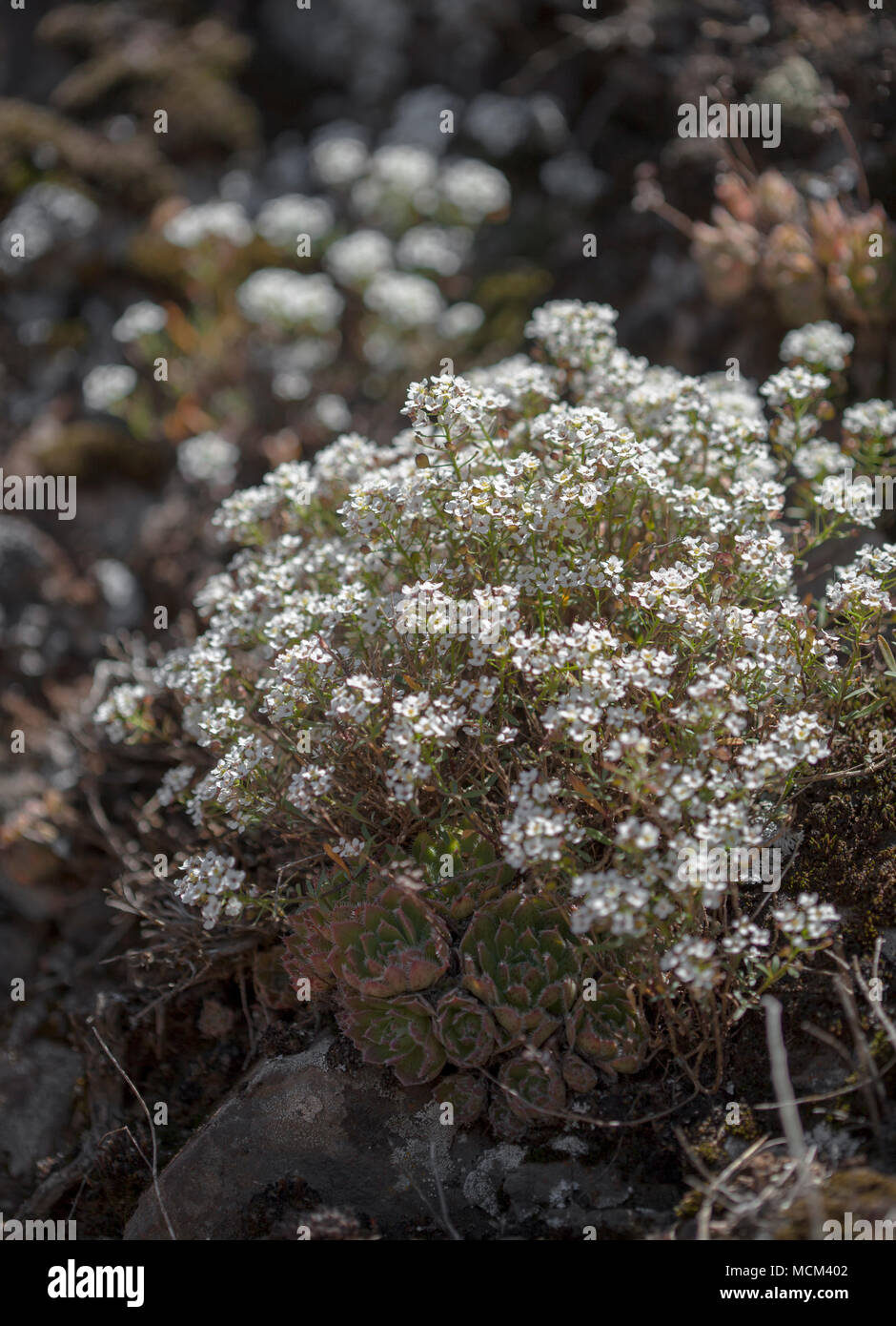 Flora of Gran Canaria - Lobularia canariensis, endemic to Canary ...