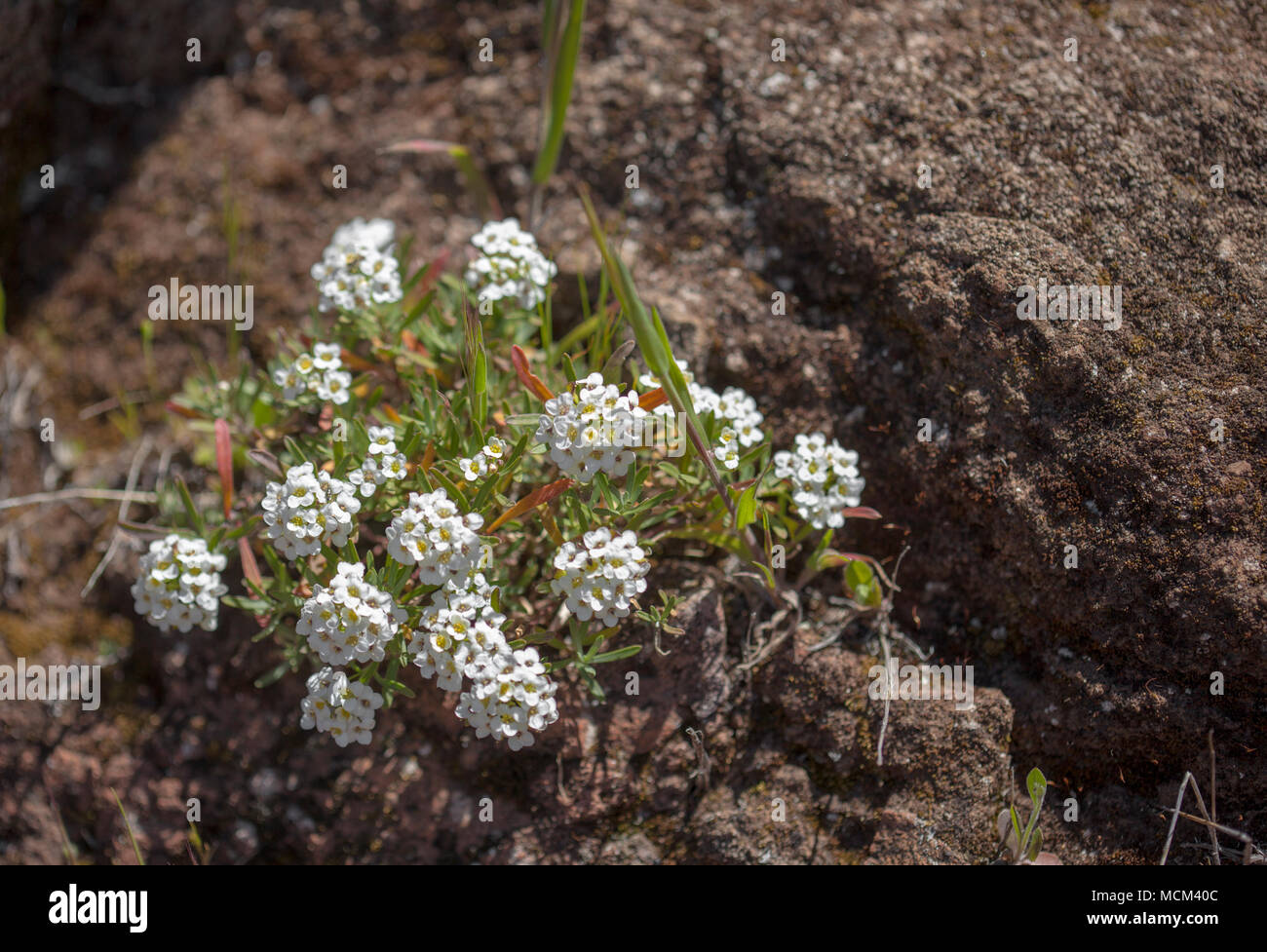 Flora of Gran Canaria - Lobularia canariensis, endemic to Canary ...