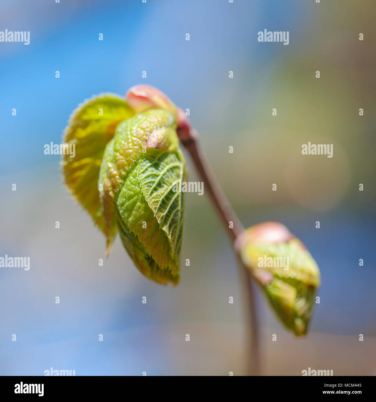 seasonal spring background with opening lime tree leaves Stock Photo ...