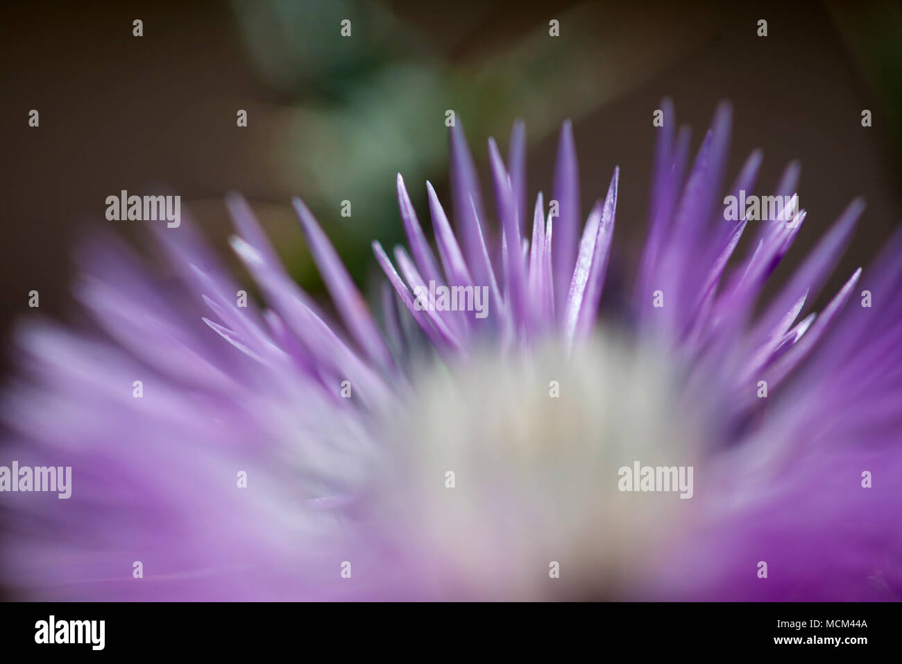 seasonal spring background with macro Thistle flower Stock Photo - Alamy