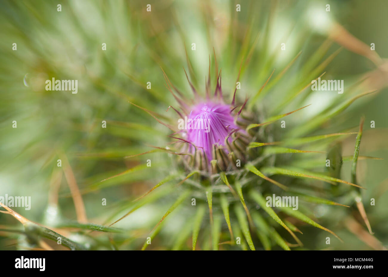 seasonal spring background with macro Thistle flower Stock Photo - Alamy