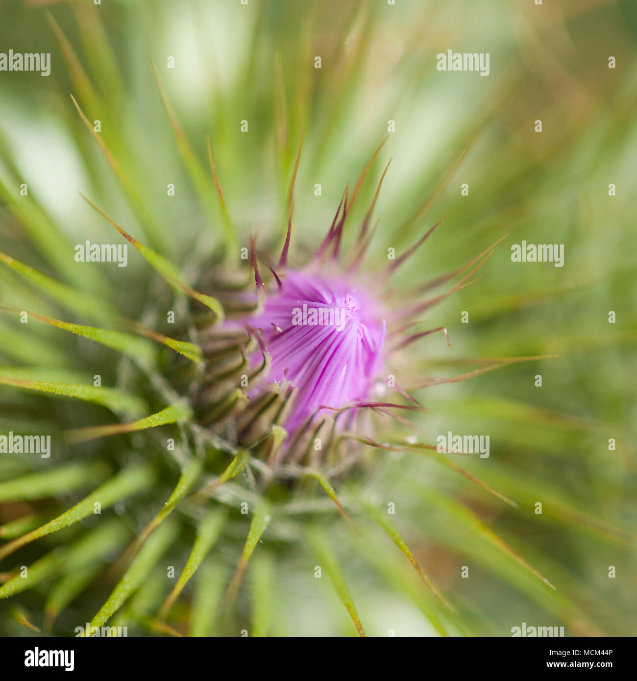 seasonal spring background with macro Thistle flower Stock Photo - Alamy