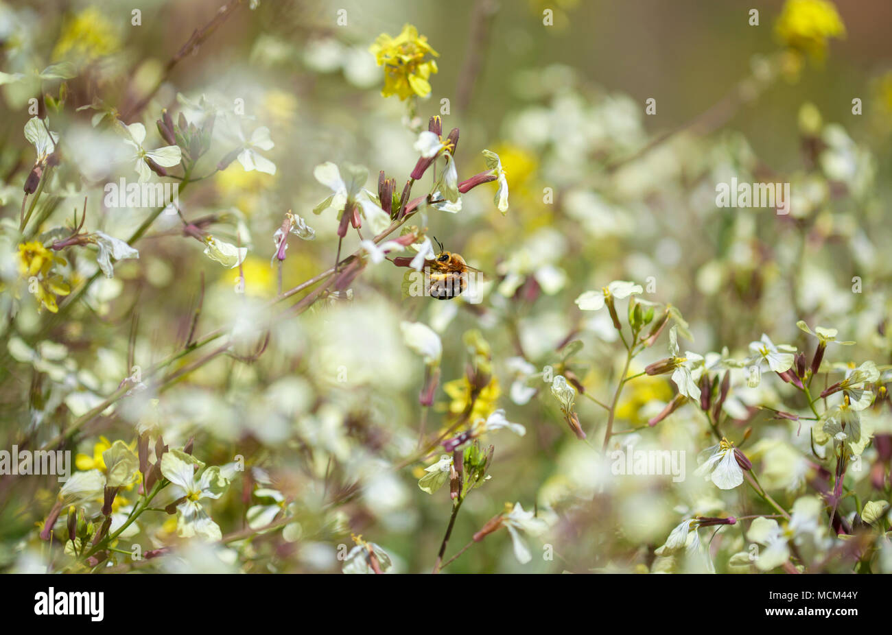 Flora of Gran Canaria - Raphanus raphanistrum, wild radish, white ...