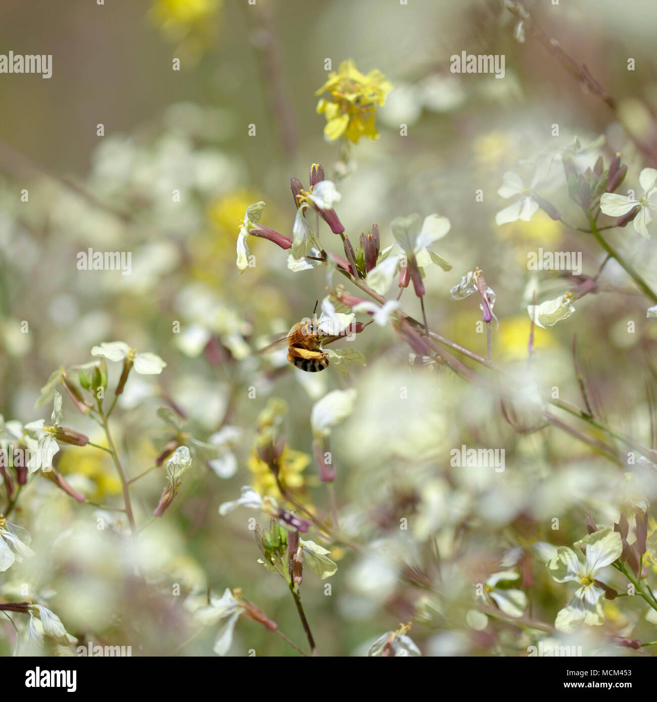 Flora of Gran Canaria - Raphanus raphanistrum, wild radish, white ...