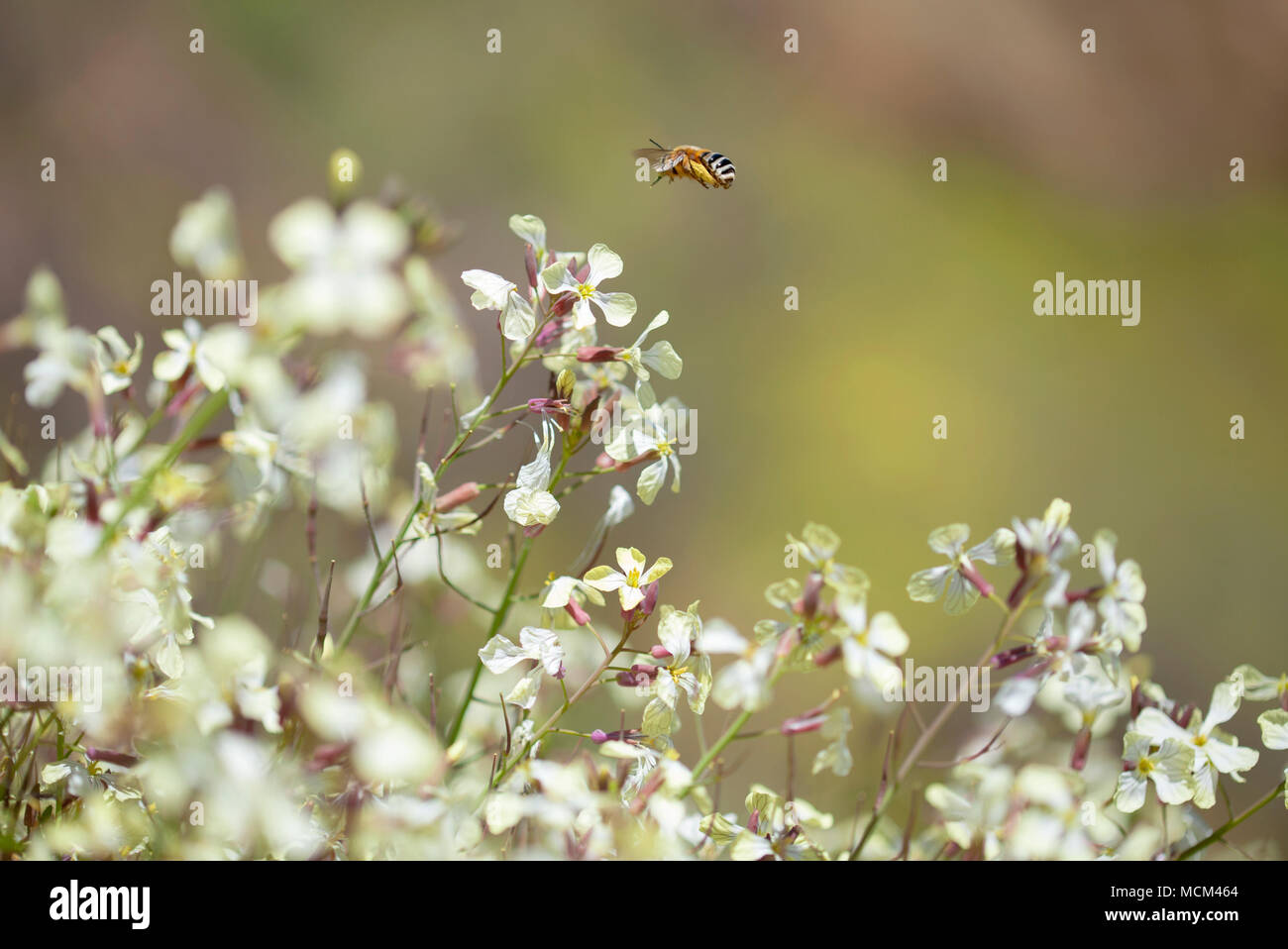 Flora of Gran Canaria - Raphanus raphanistrum, wild radish, white ...