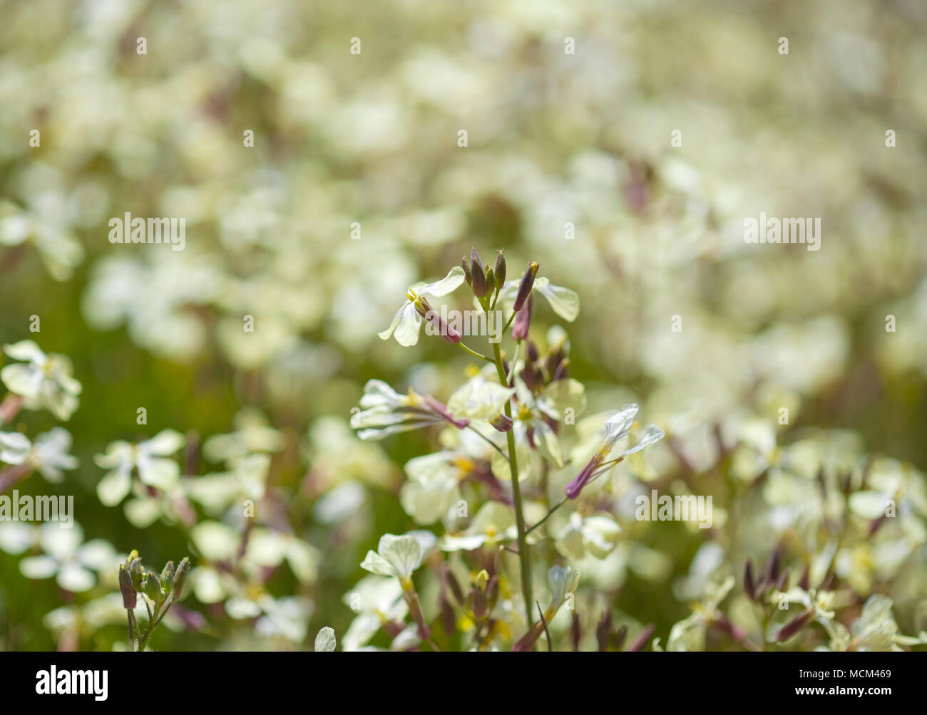Flora of Gran Canaria - Raphanus raphanistrum AKA wild radish, white ...