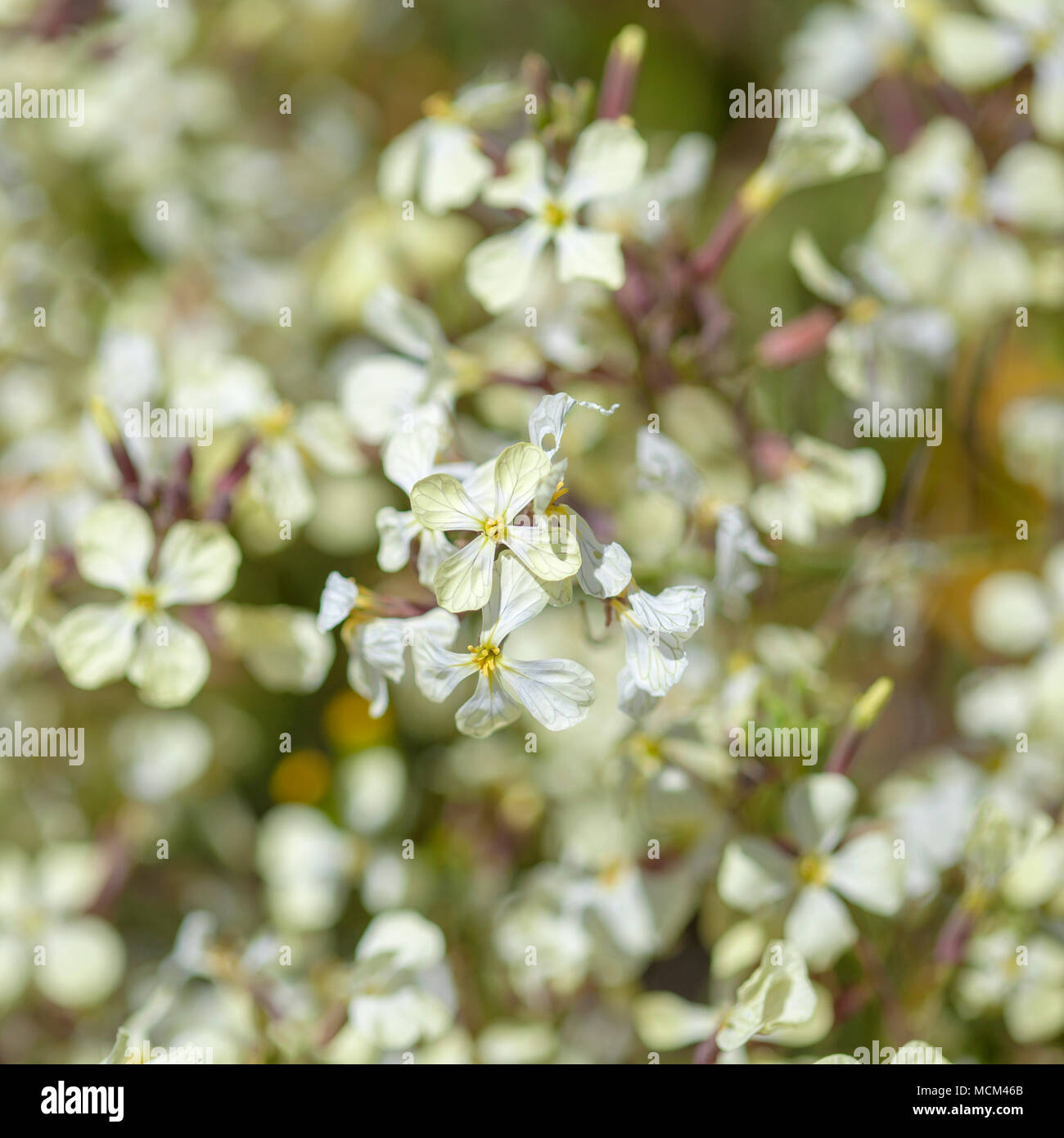 Flora of Gran Canaria - Raphanus raphanistrum AKA wild radish, white ...