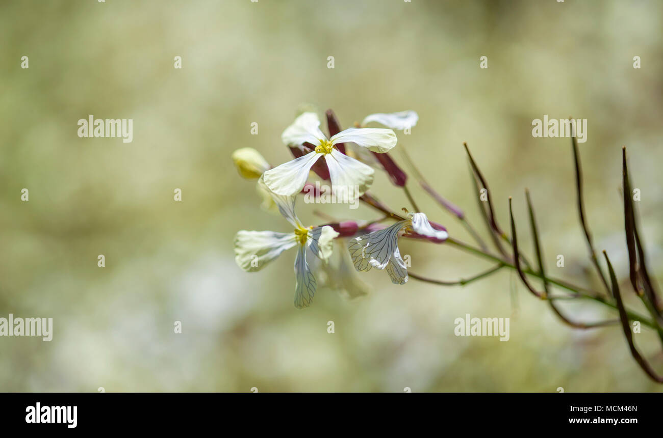Flora of Gran Canaria - Raphanus raphanistrum AKA wild radish, white ...