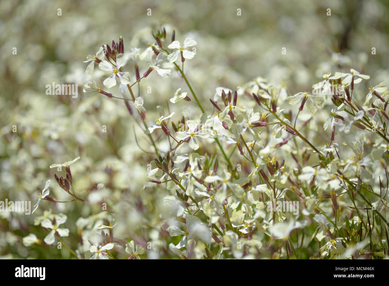 Flora of Gran Canaria - Raphanus raphanistrum AKA wild radish, white ...